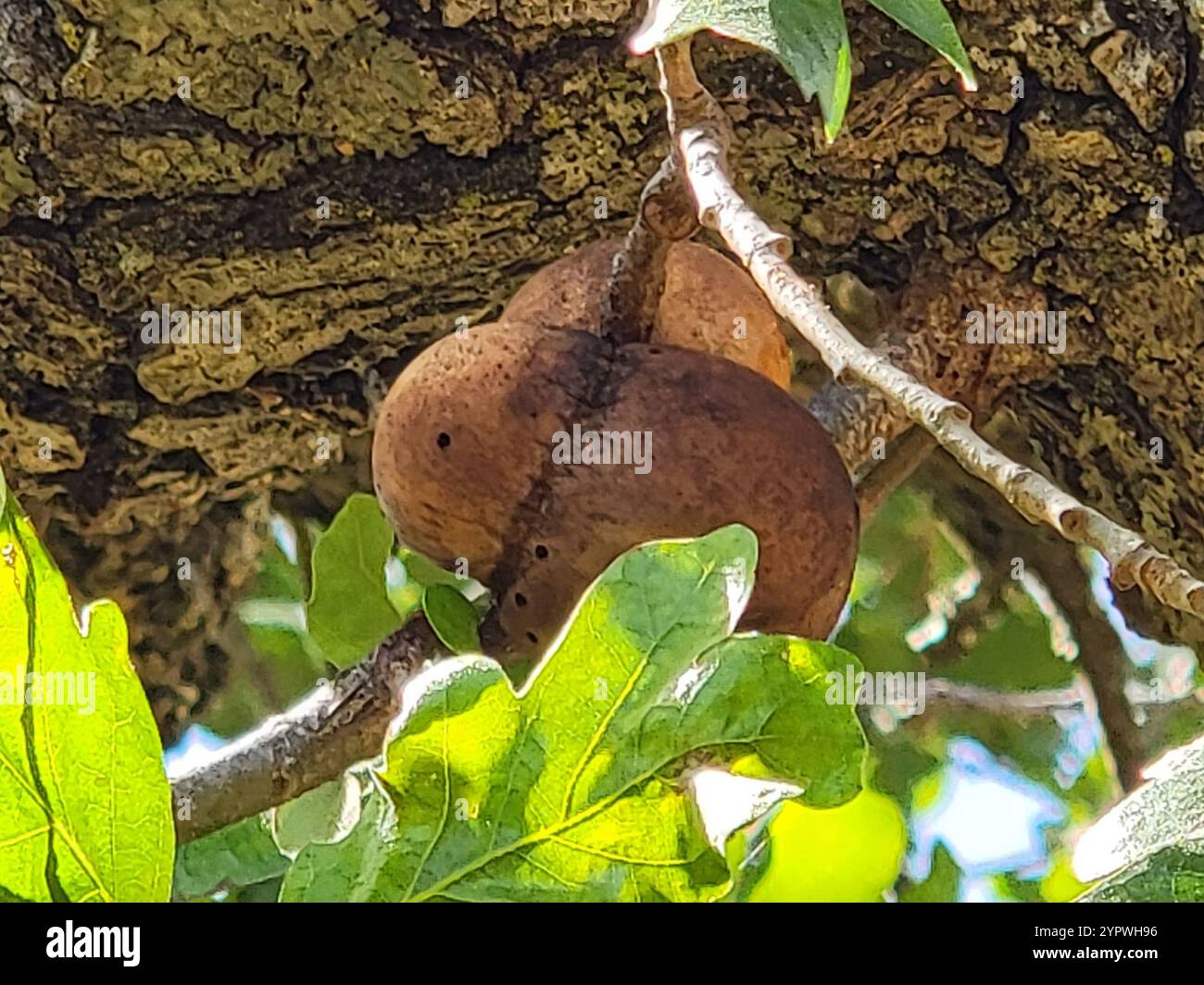 California Gall Wasp (Andricus quercuscalifornicus Stock Photo - Alamy