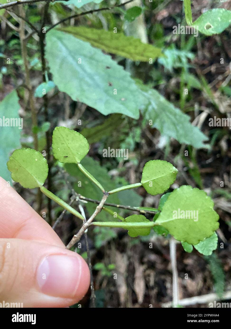 Poataniwha (Melicope simplex Stock Photo - Alamy