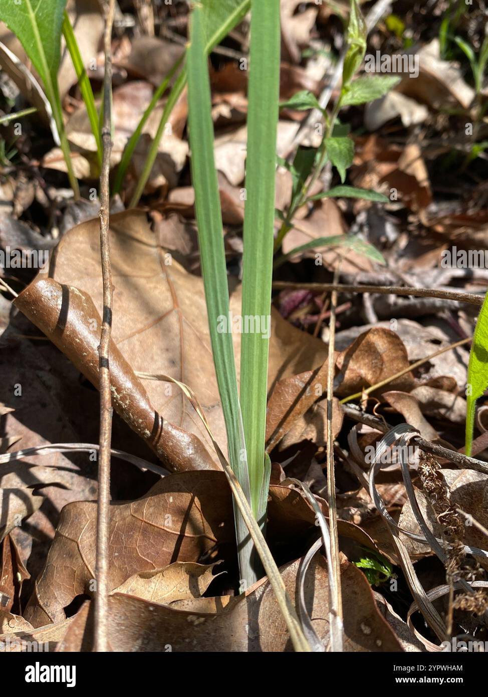 Iris verna hi-res stock photography and images - Alamy
