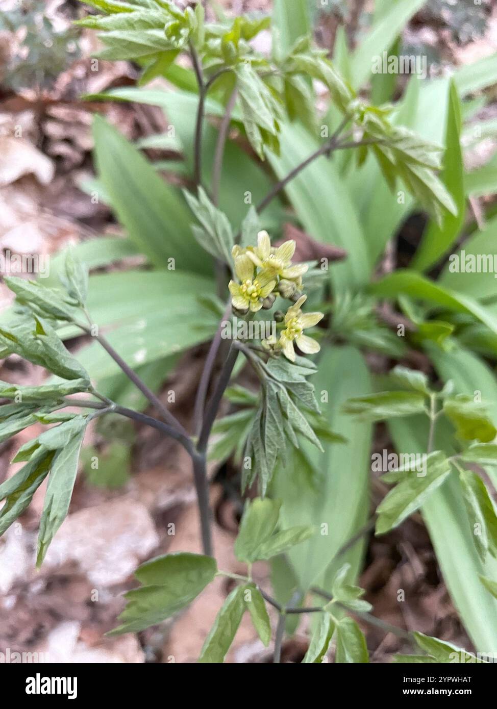 blue cohosh (Caulophyllum thalictroides Stock Photo - Alamy