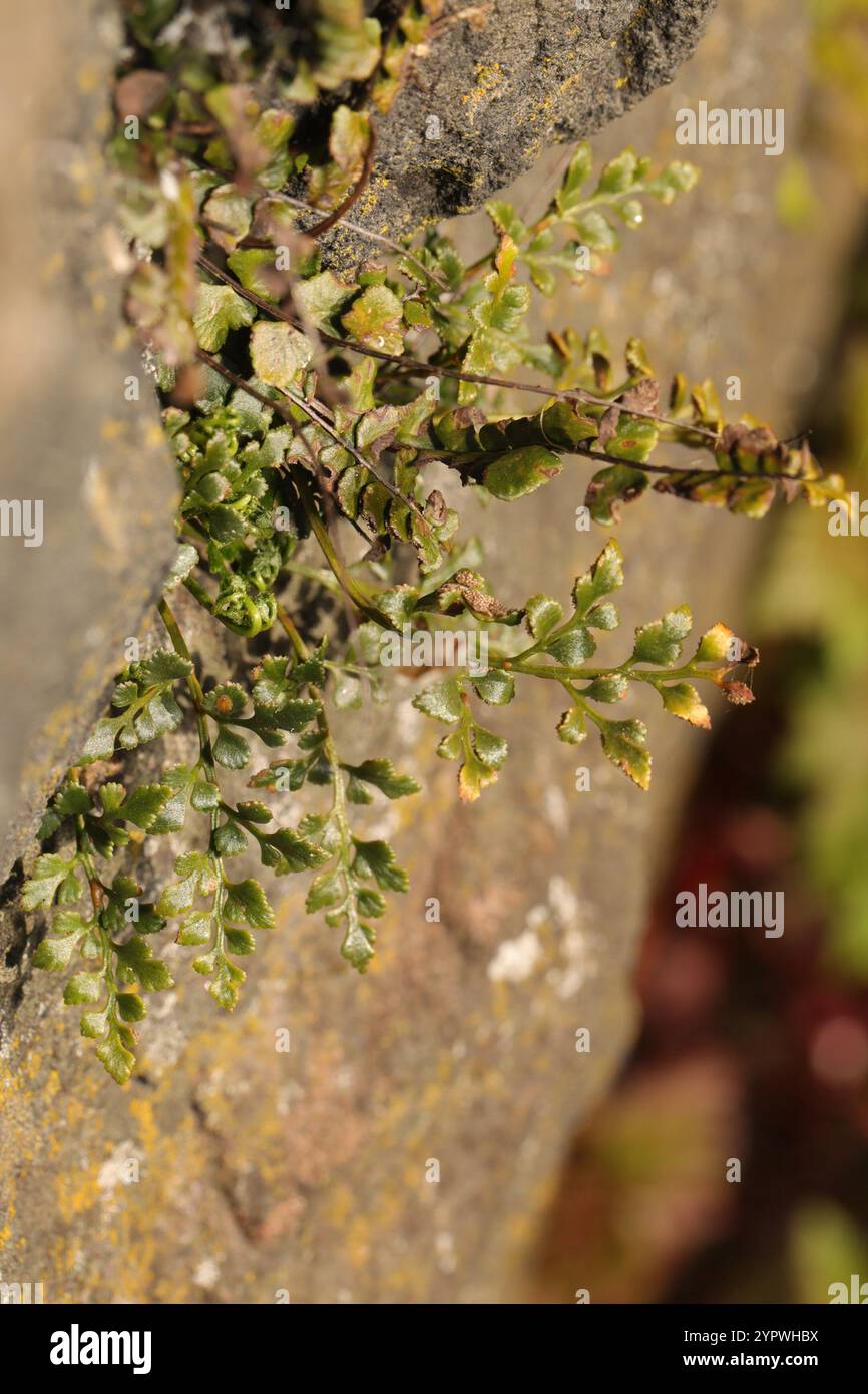 wall-rue (Asplenium ruta-muraria Stock Photo - Alamy