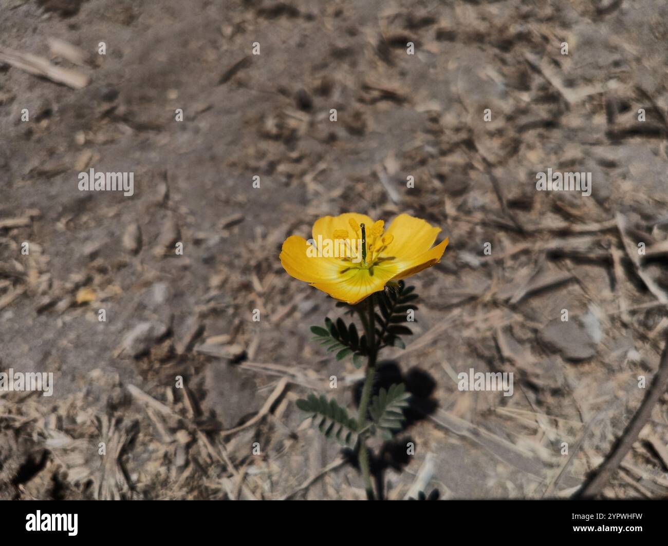Arizona poppy (Kallstroemia grandiflora Stock Photo - Alamy
