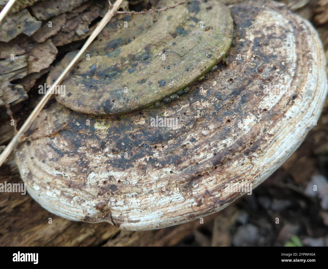 artist's bracket (Ganoderma applanatum Stock Photo - Alamy
