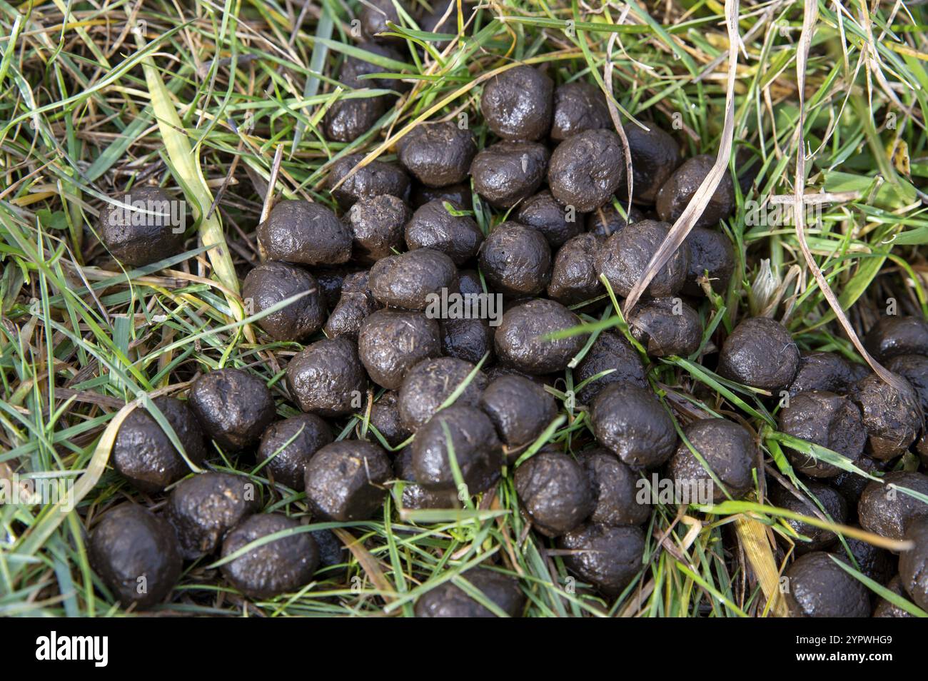 Deer scat in a forest. Roe deer droppings in the grass Stock Photo - Alamy