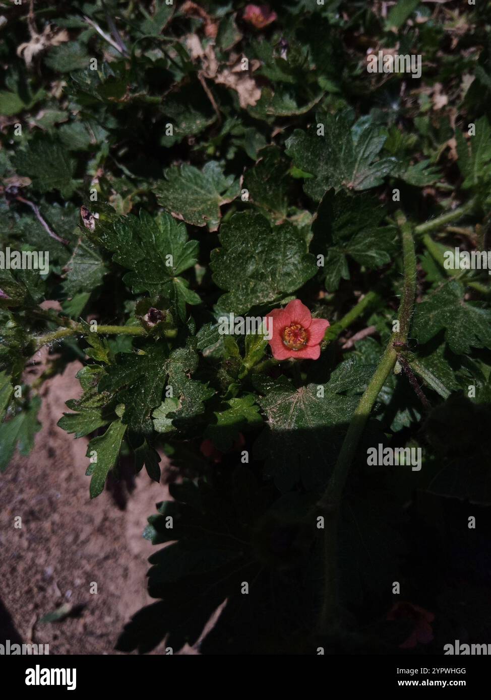 Carolina Bristlemallow (Modiola caroliniana Stock Photo - Alamy