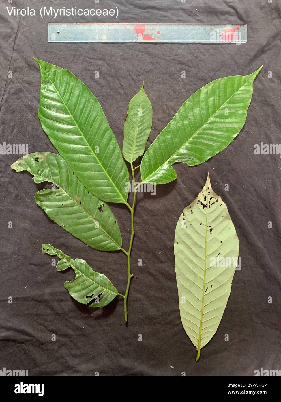 Virola hi-res stock photography and images - Alamy