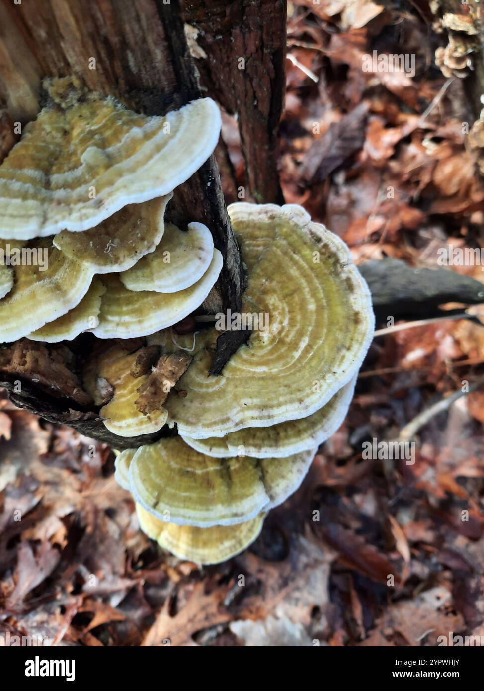 Gilled Polypore (Trametes betulina Stock Photo - Alamy