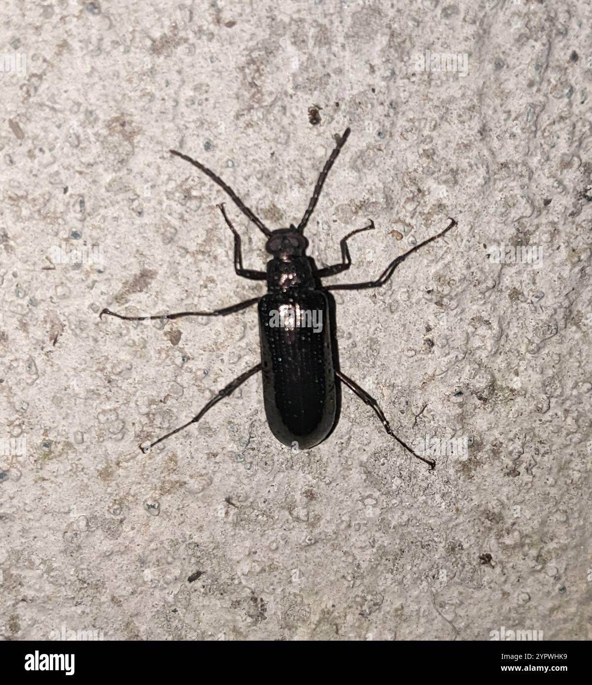 Strongylium hi-res stock photography and images - Alamy