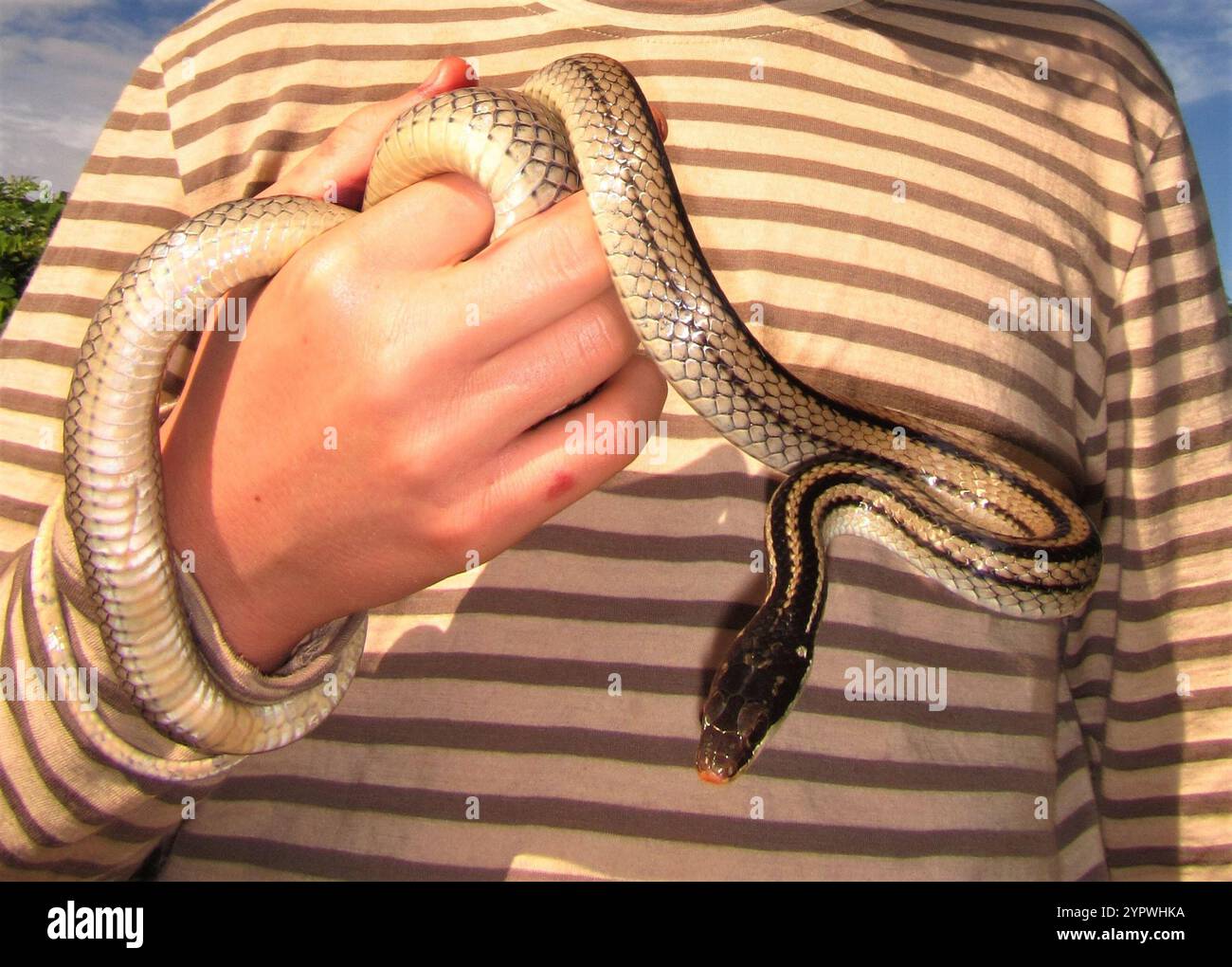 Four striped snake dromicodryas quadrilineatus hi-res stock photography ...