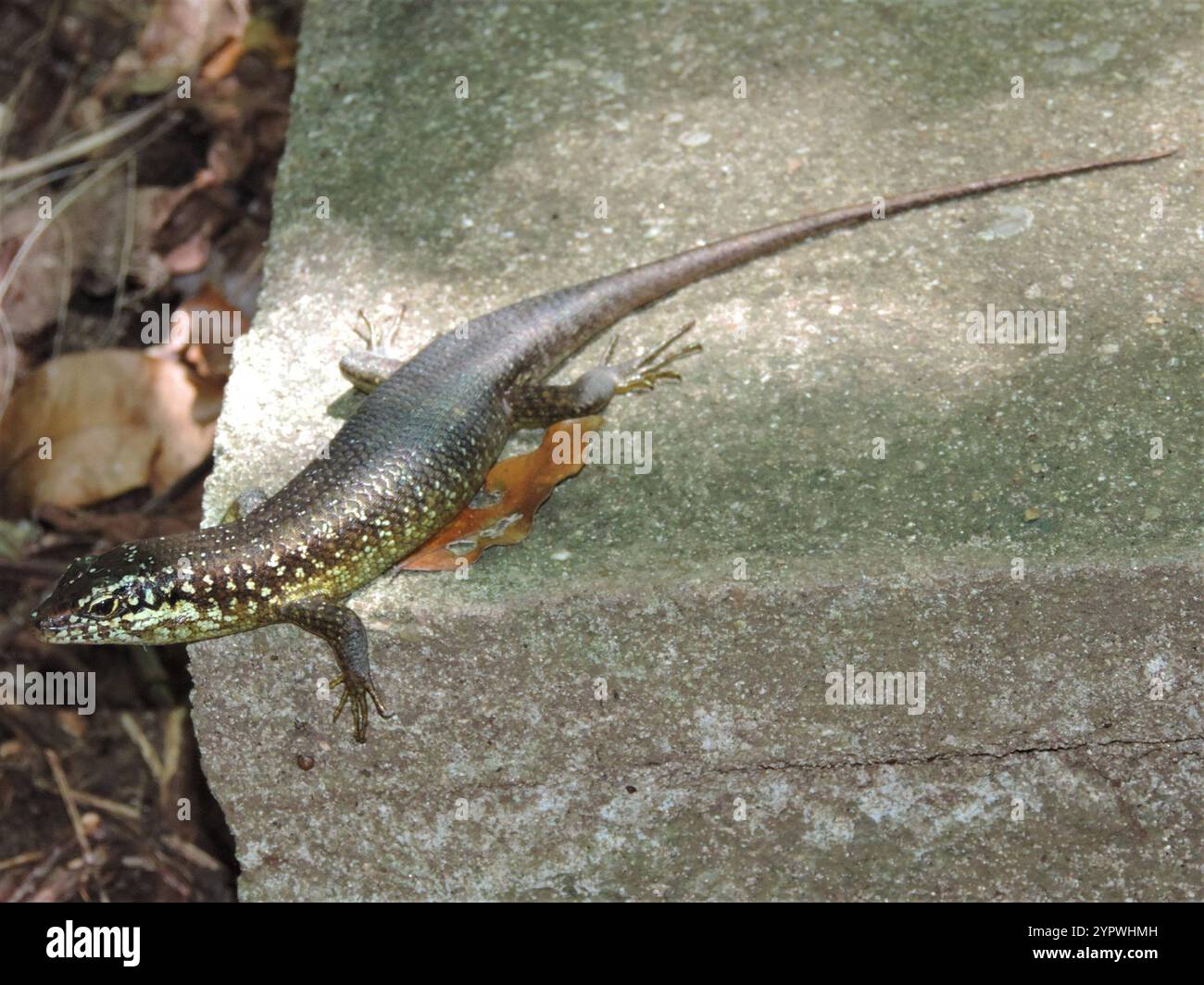 Comorensis hi-res stock photography and images - Alamy