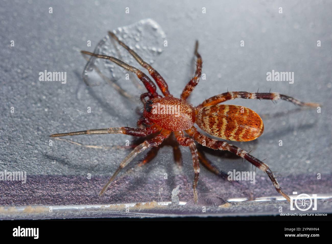 Orange Ant-mimic Sac Spider (Castianeira amoena Stock Photo - Alamy