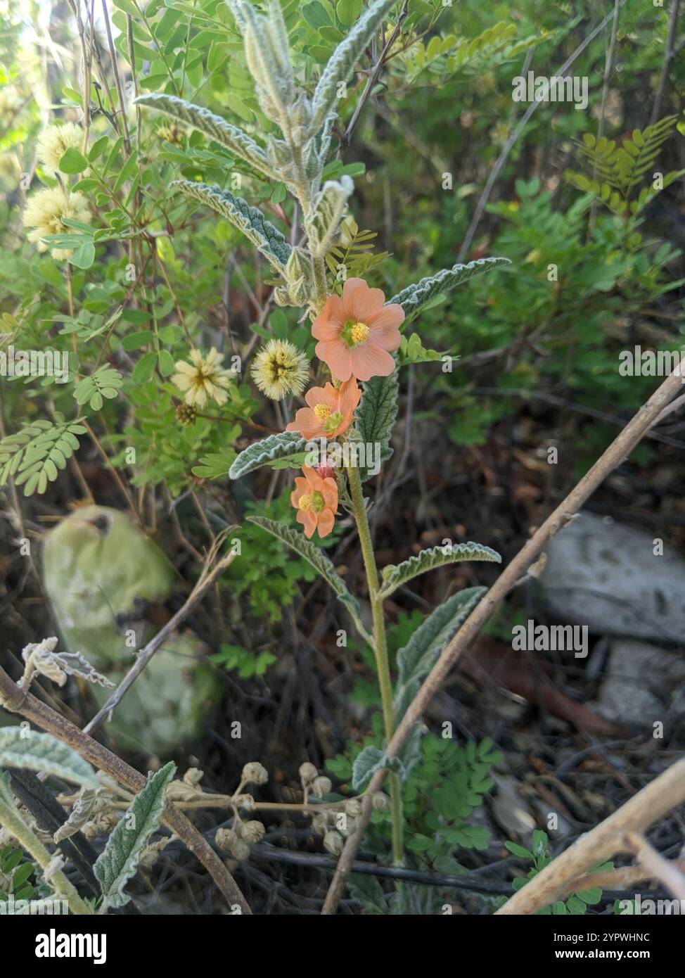 narrowleaf globemallow (Sphaeralcea angustifolia Stock Photo - Alamy
