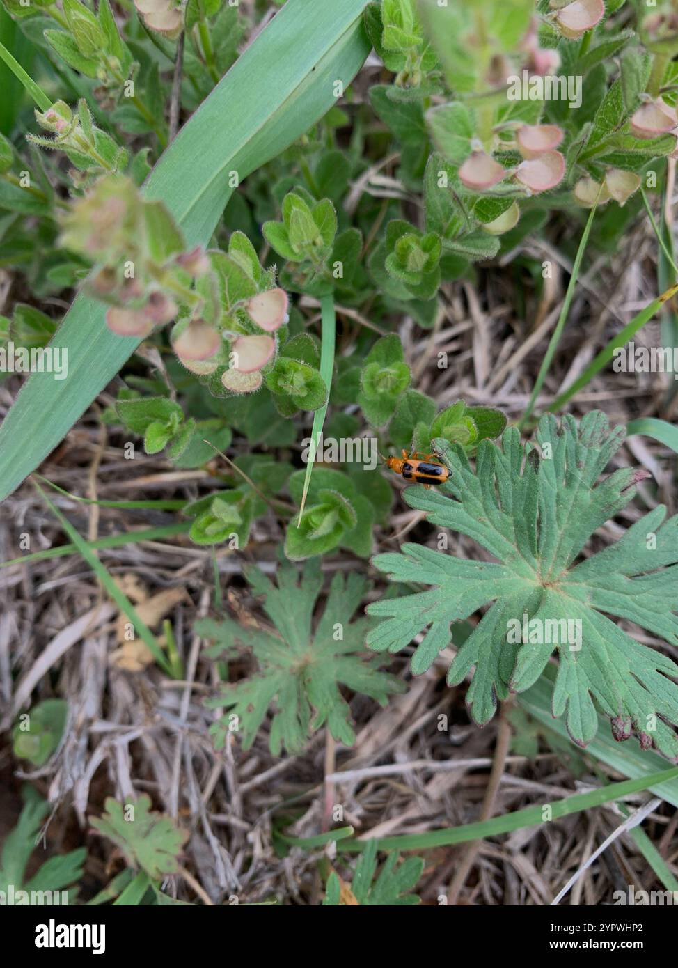 Scutellaria parvula hi-res stock photography and images - Alamy