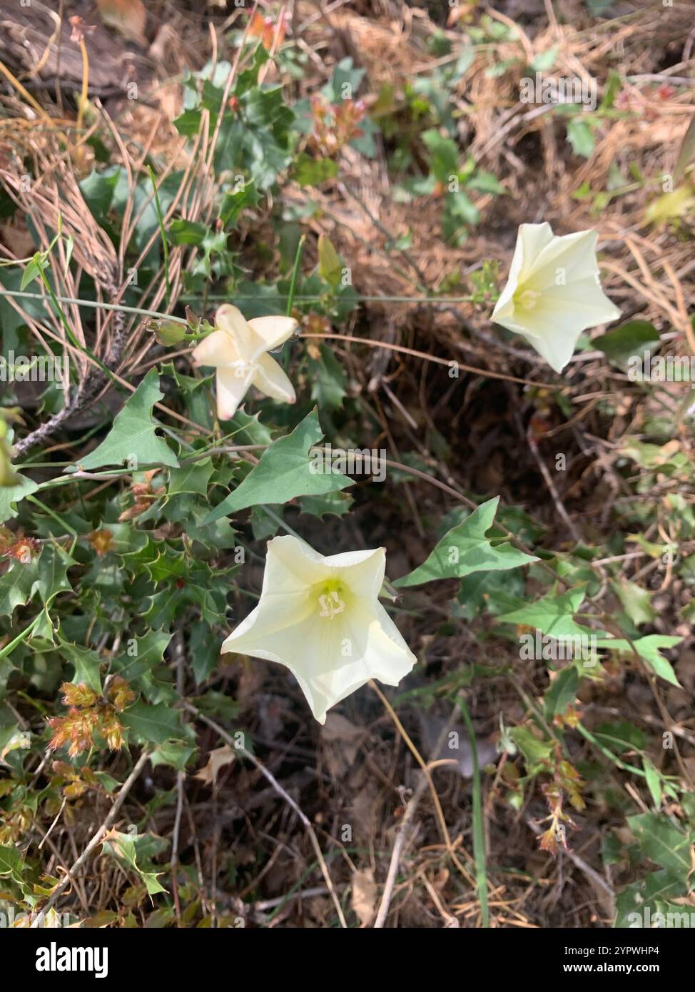 Scammony (Convolvulus scammonia Stock Photo - Alamy