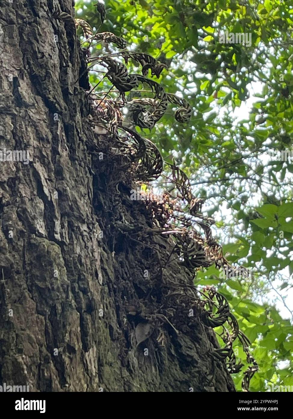 resurrection fern (Pleopeltis michauxiana Stock Photo - Alamy