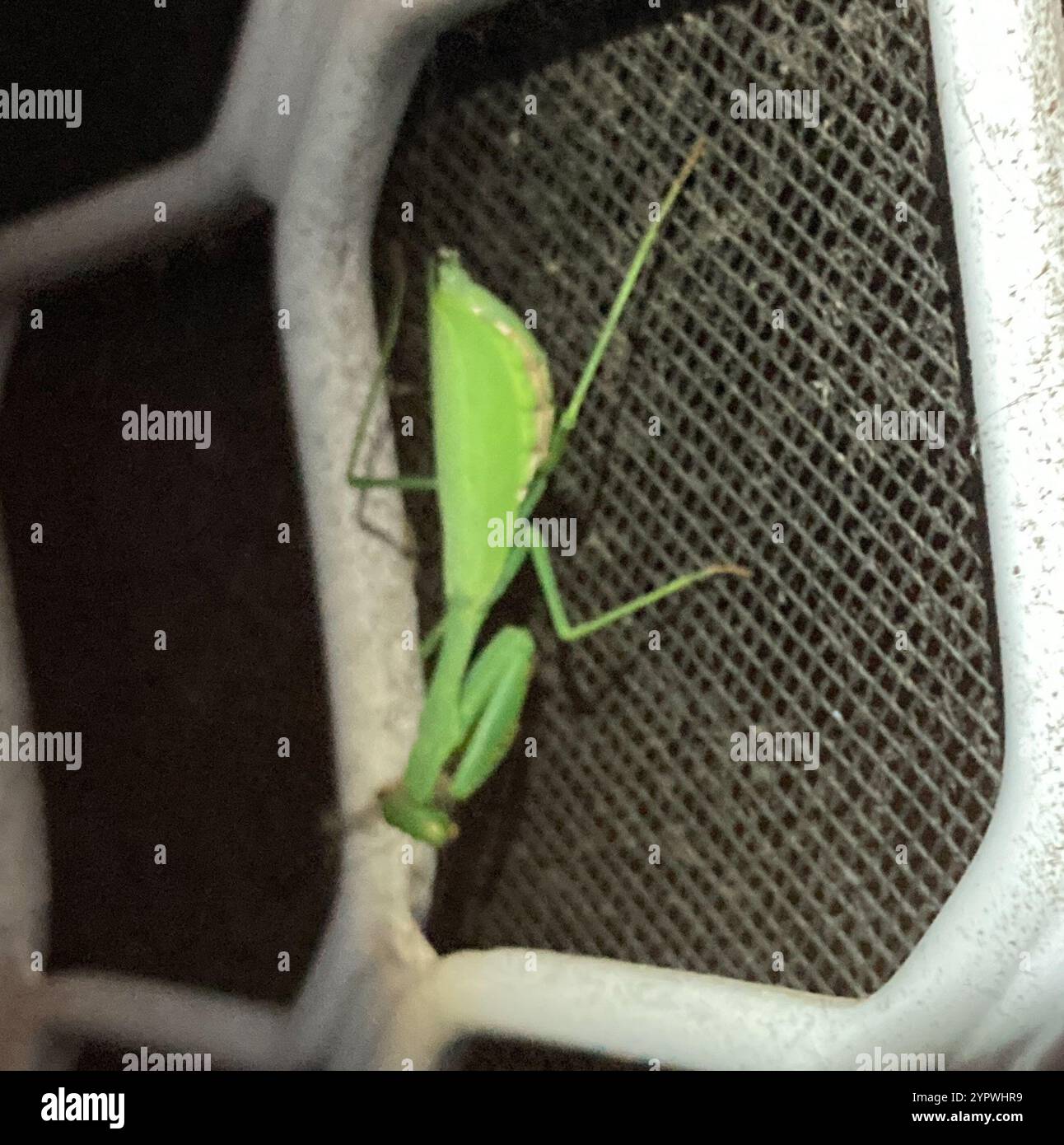 South African Mantis (Miomantis caffra Stock Photo - Alamy