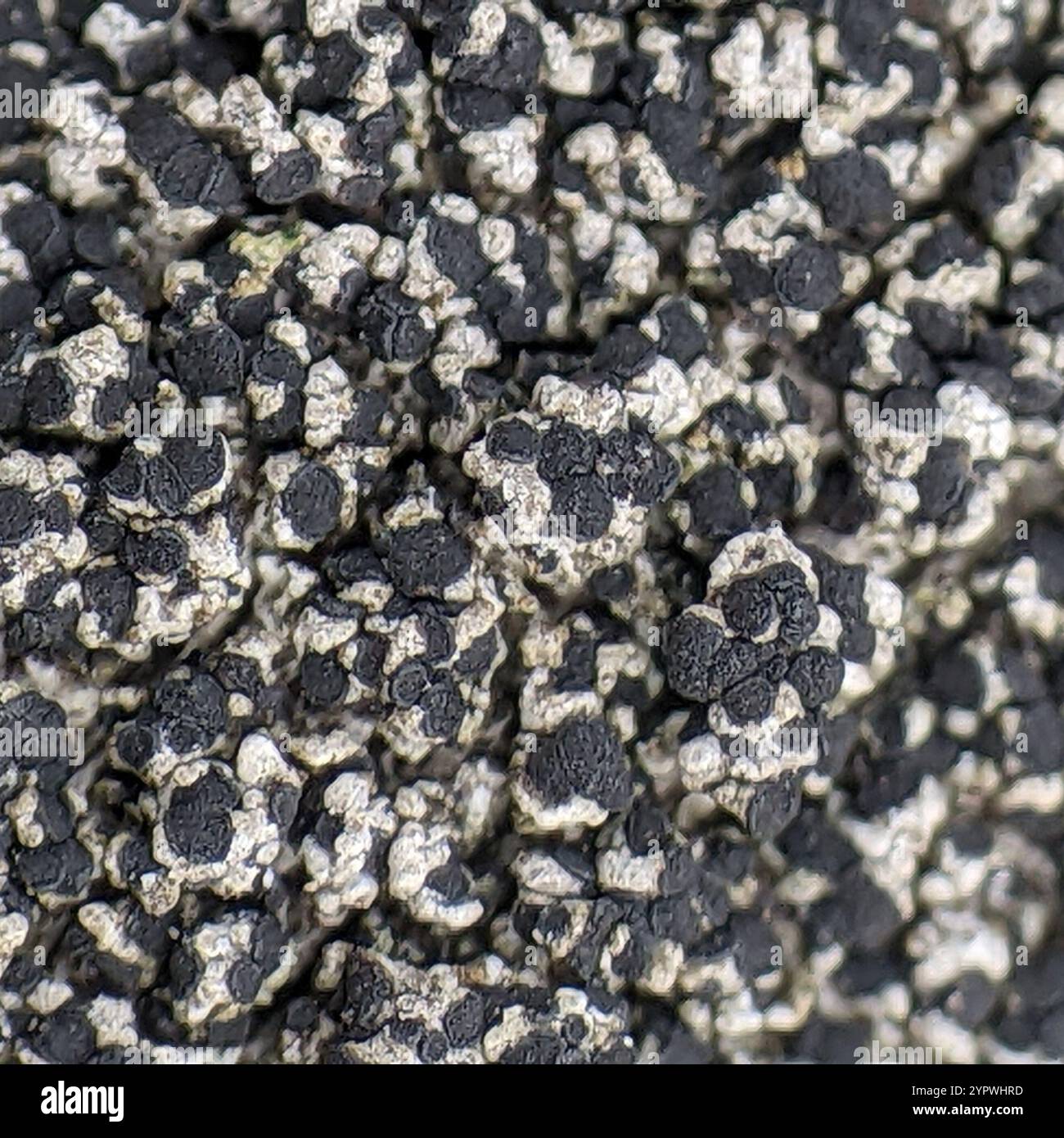 Tile Lichens (Lecidea Stock Photo - Alamy