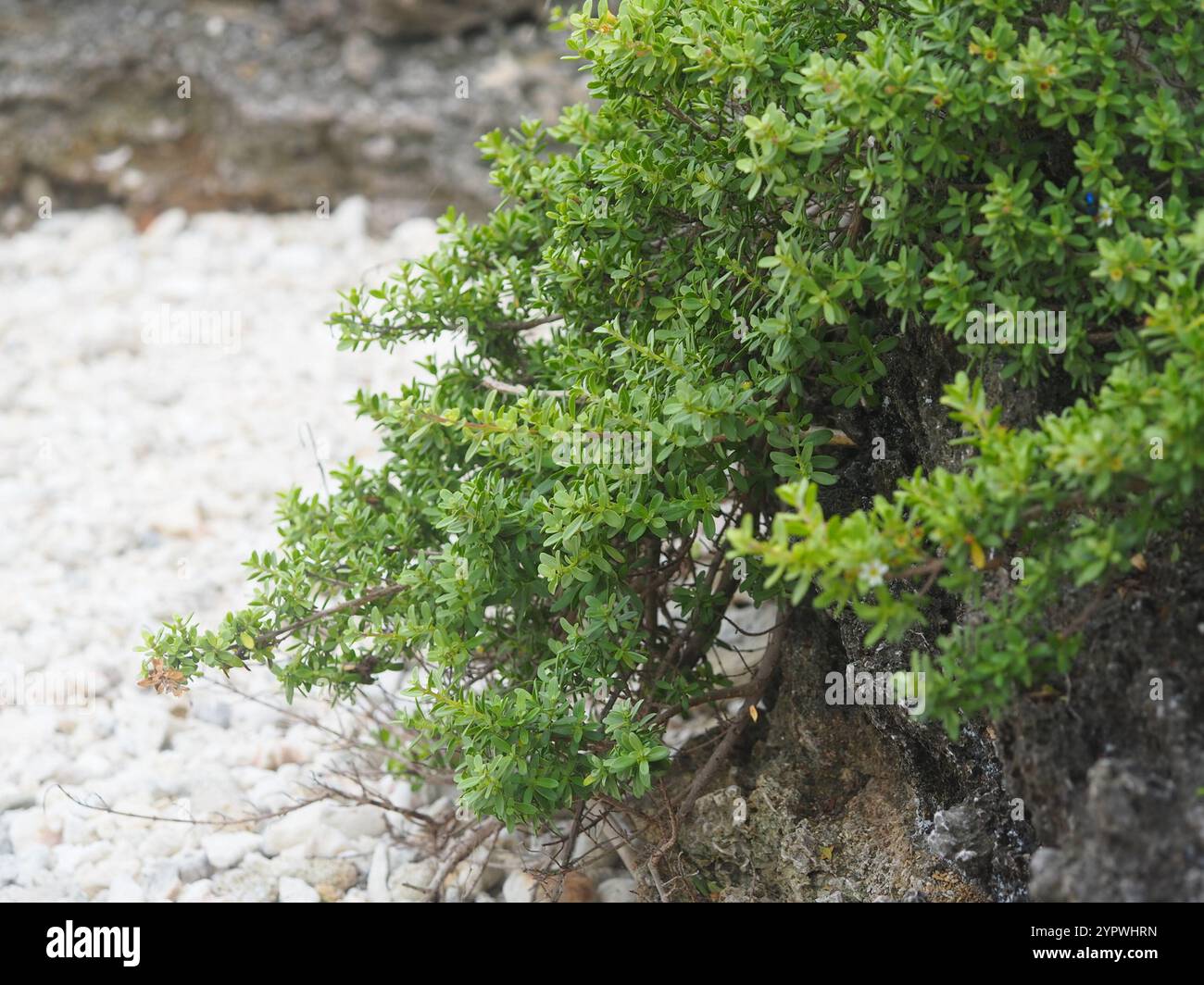 Pemphis hi-res stock photography and images - Alamy
