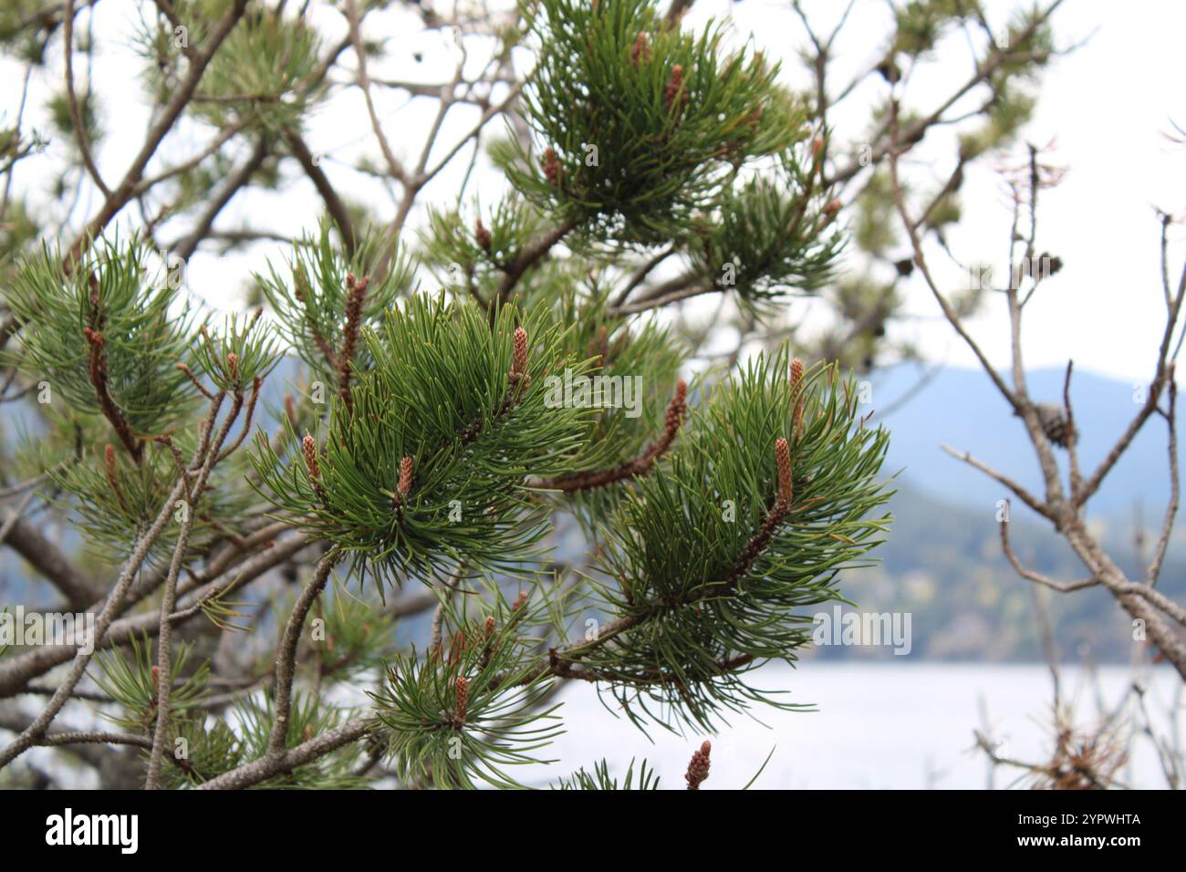 Shore Pine (Pinus contorta contorta Stock Photo - Alamy