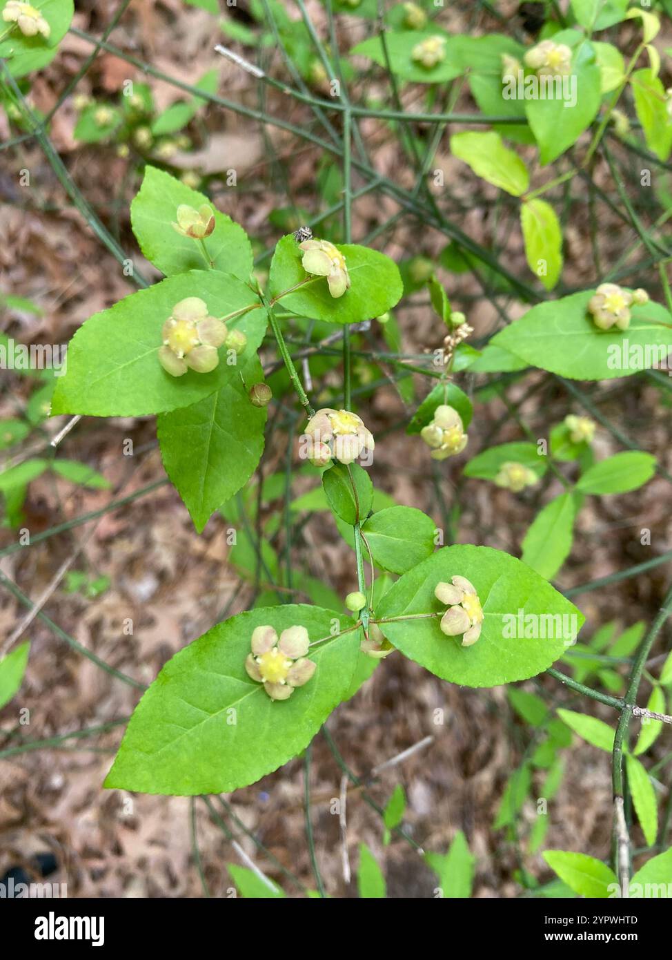 strawberry bush (Euonymus americanus Stock Photo - Alamy