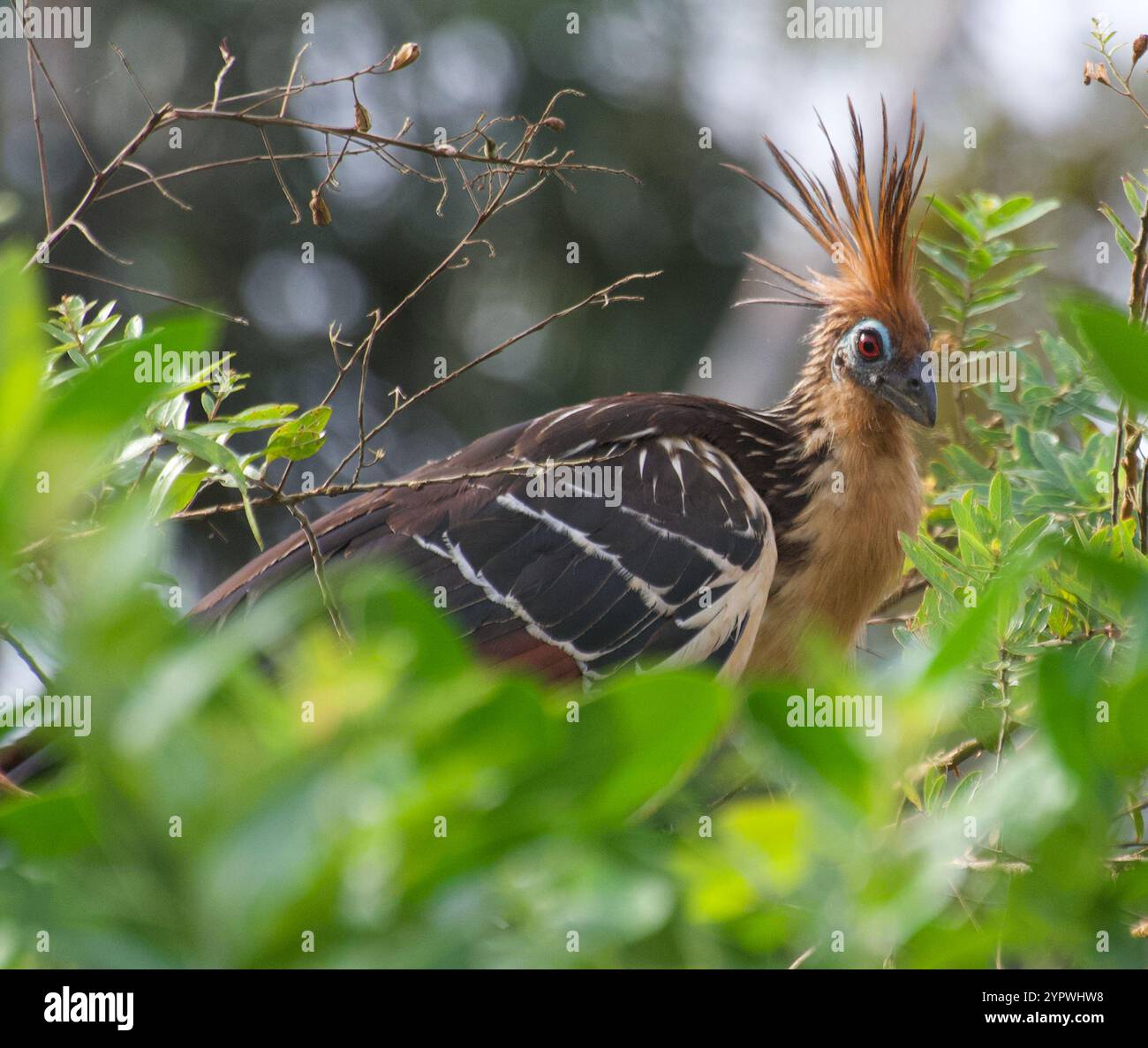 Hoatzin (Opisthocomus hoazin Stock Photo - Alamy