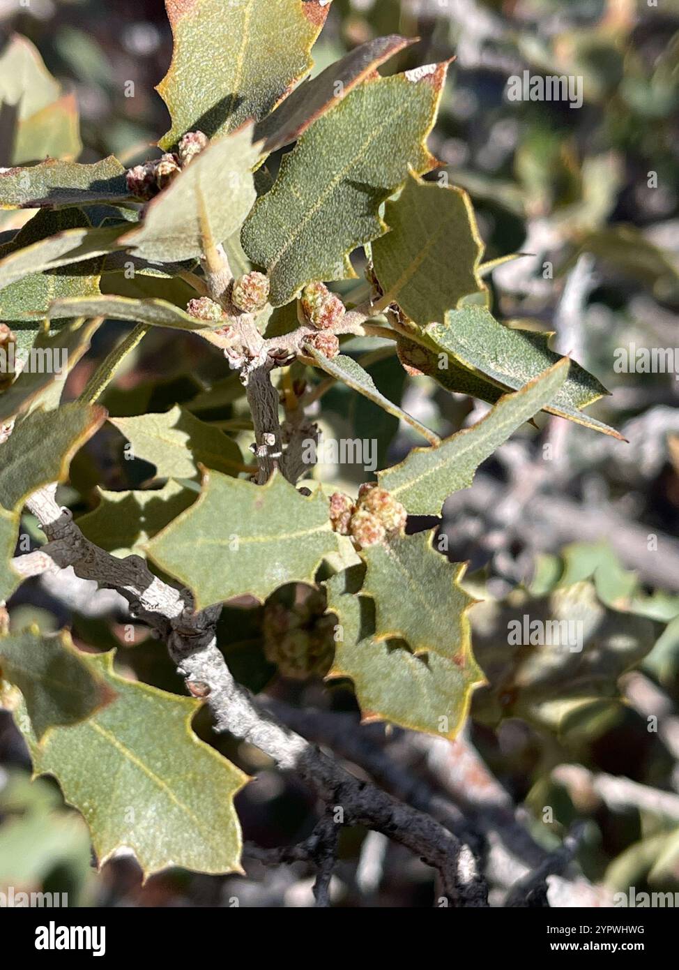 Sonoran scrub oak (Quercus turbinella Stock Photo - Alamy
