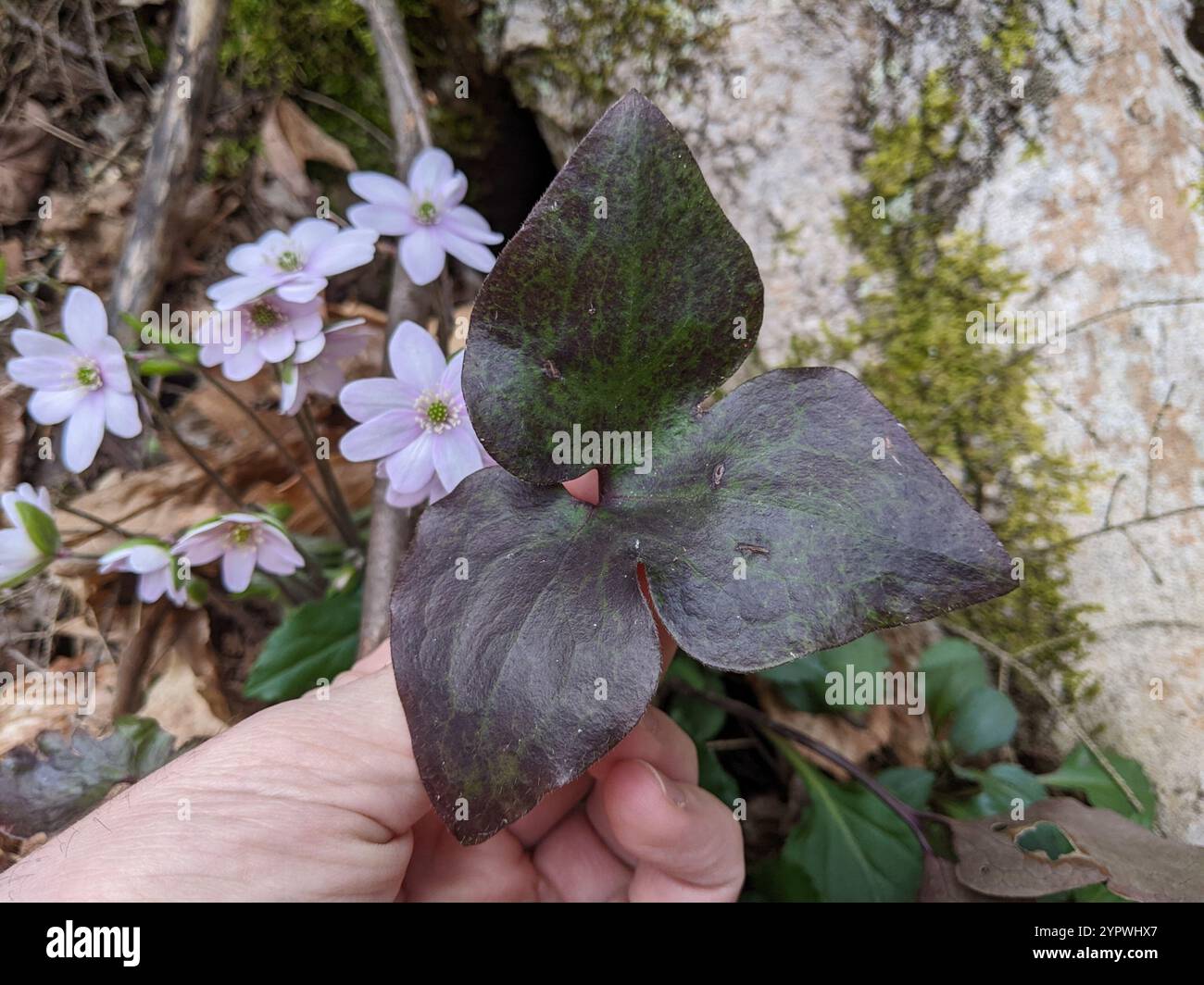 sharp-lobed hepatica (Hepatica acutiloba Stock Photo - Alamy