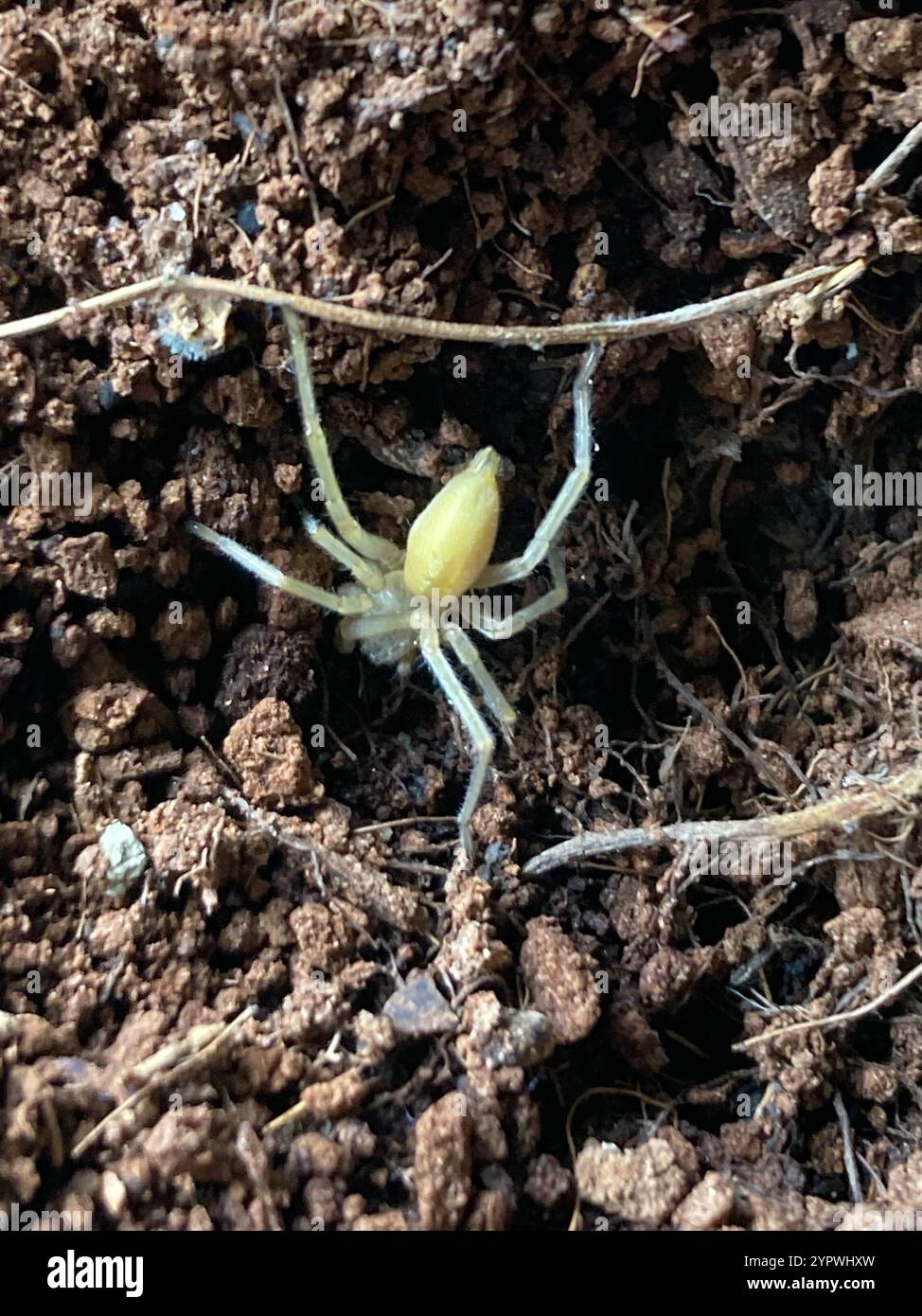 Longlegged Sac Spiders (Cheiracanthium Stock Photo - Alamy