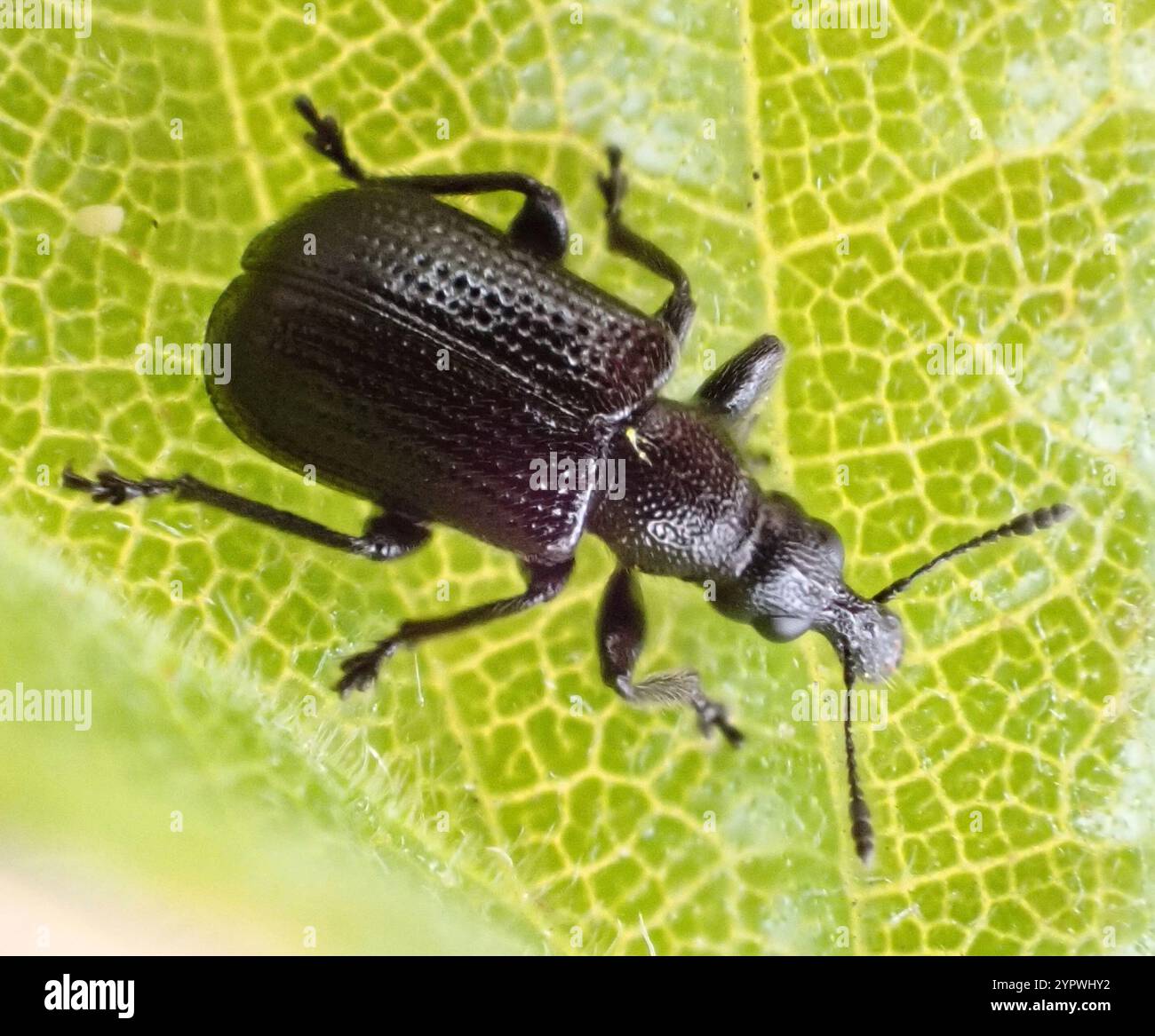 Birch Leaf-rolling Weevil (Deporaus betulae Stock Photo - Alamy