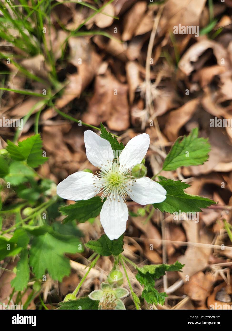Common Dewberry (Rubus flagellaris Stock Photo - Alamy