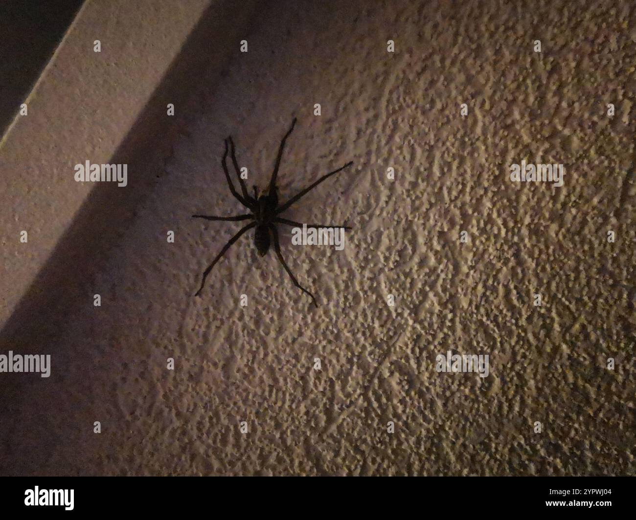 Giant House Spider (Eratigena atrica Stock Photo - Alamy