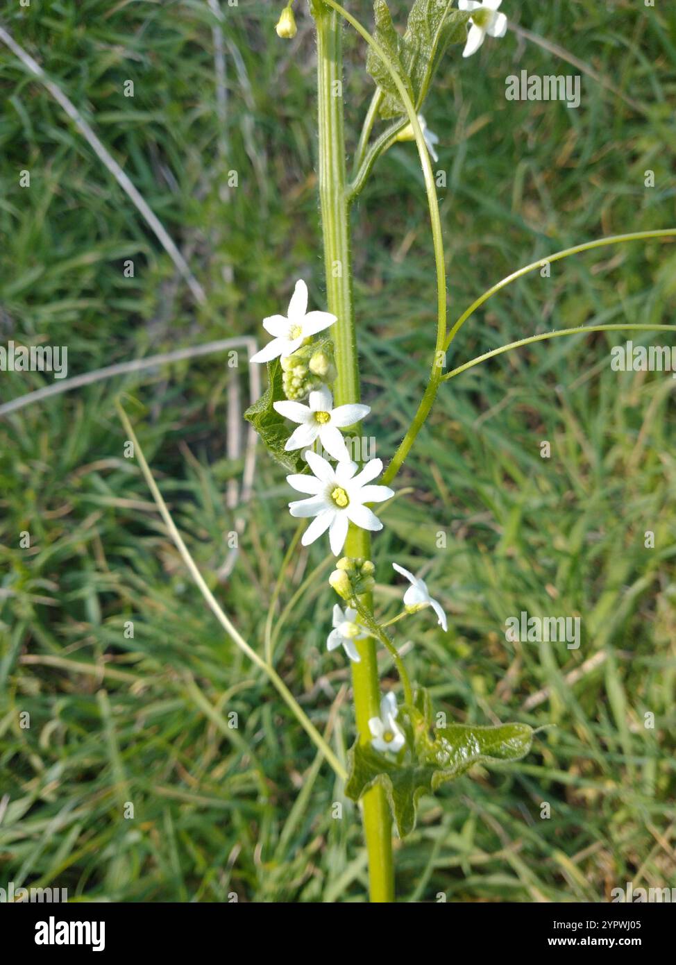 coastal manroot (Marah oregana Stock Photo - Alamy