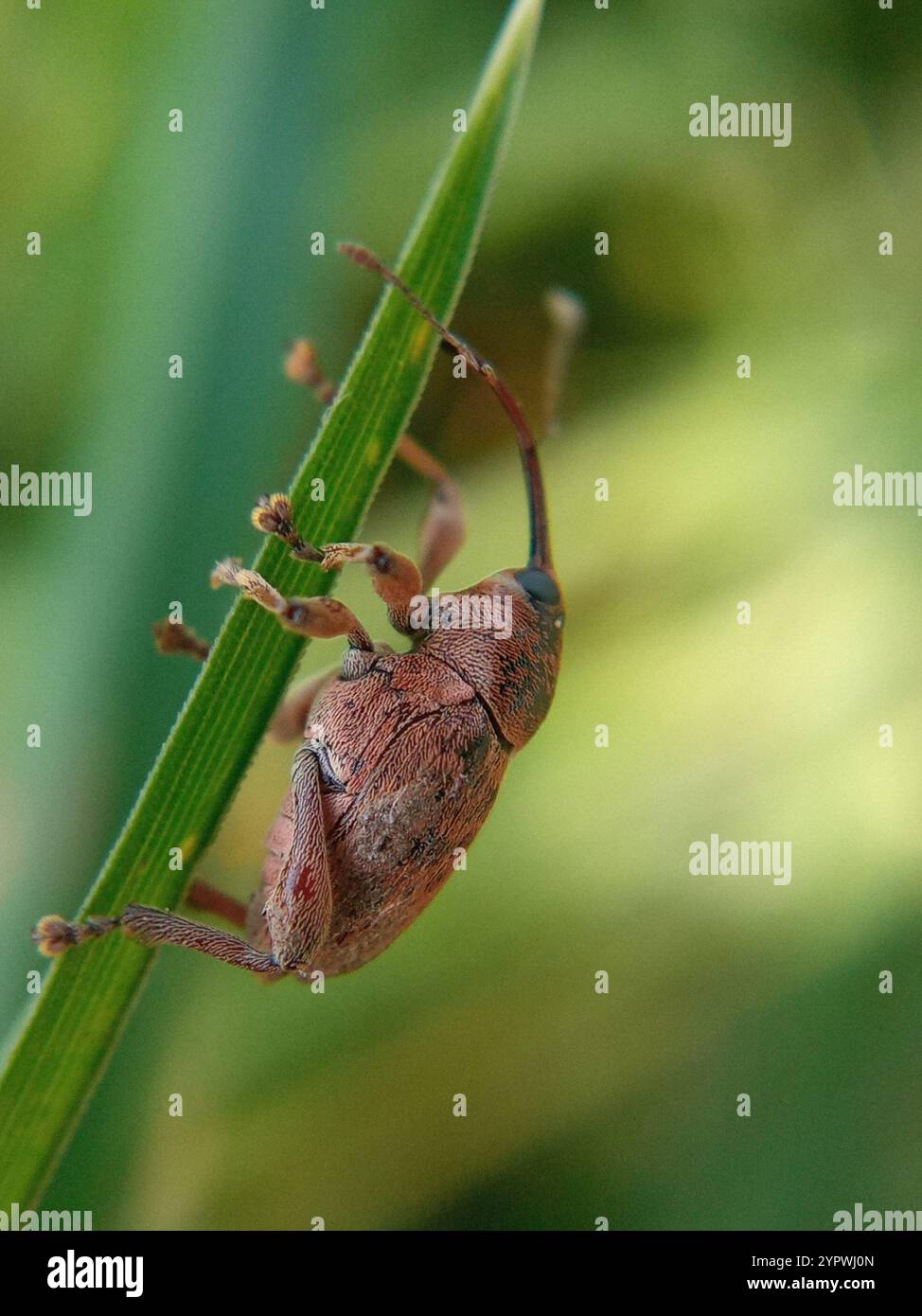 Nut and Acorn Weevils (Curculio Stock Photo - Alamy