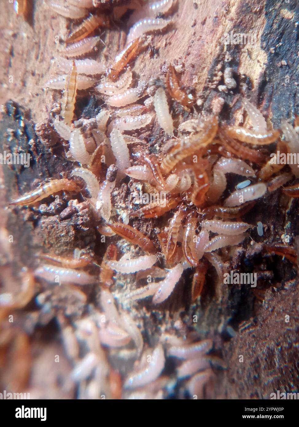 Winged and Once-winged Insects (Pterygota Stock Photo - Alamy