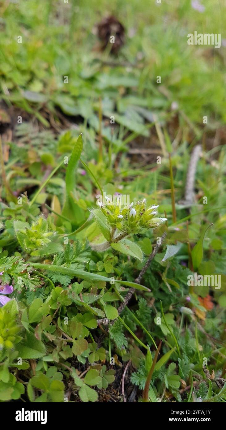 Sticky mouse-ear chickweed (Cerastium glomeratum Stock Photo - Alamy