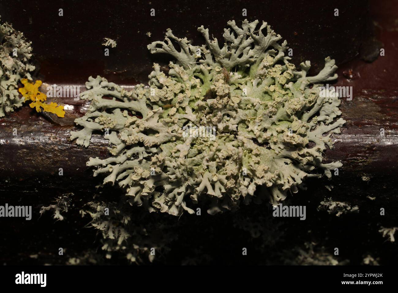 Fringed Rosette Lichen (Physcia tenella Stock Photo - Alamy