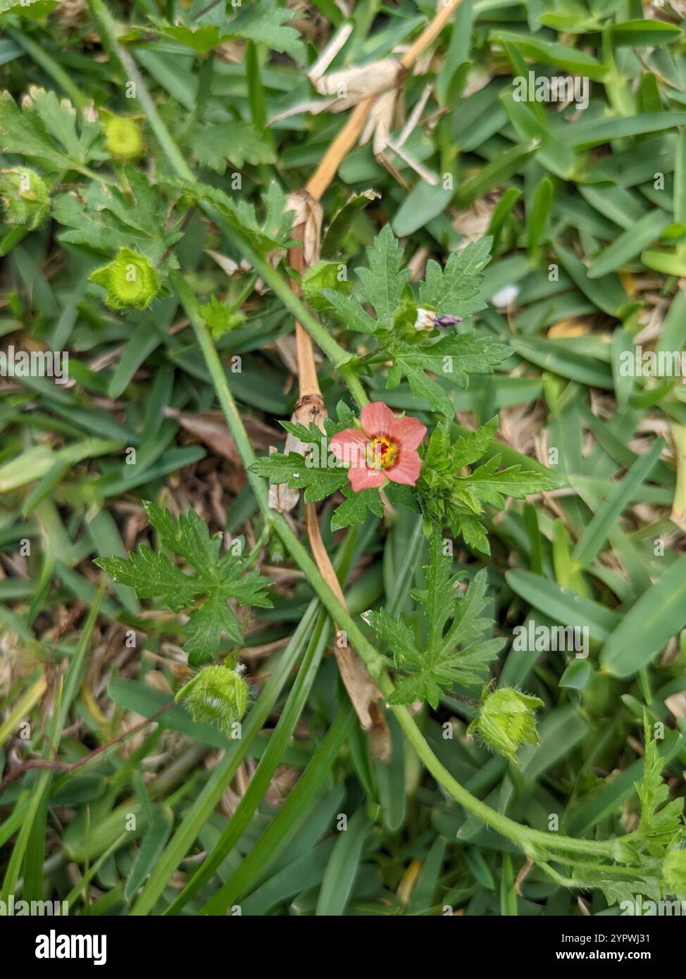 Carolina Bristlemallow (Modiola caroliniana Stock Photo - Alamy