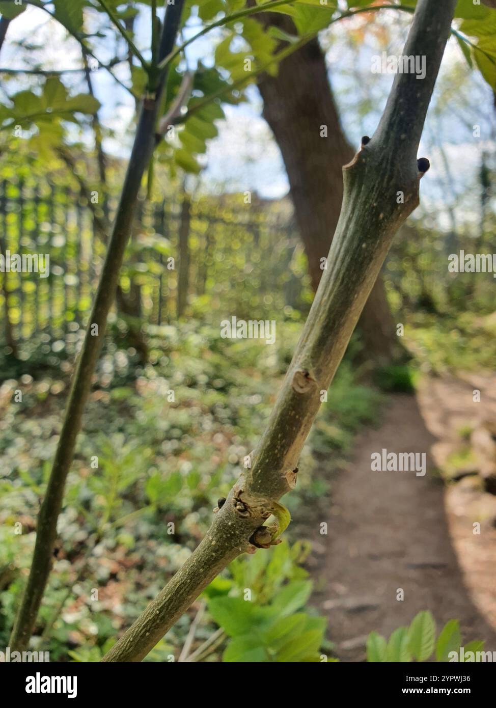 European ash (Fraxinus excelsior Stock Photo - Alamy