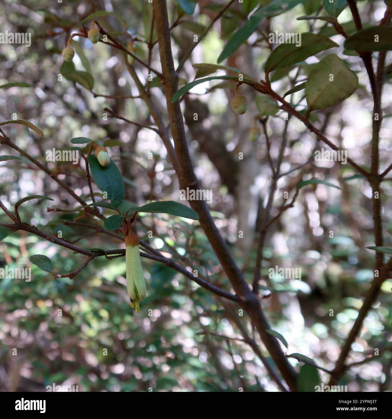 mountain correa (Correa lawrenceana Stock Photo - Alamy