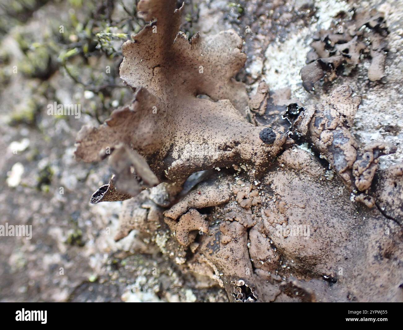 Emery Rocktripe Lichen (Umbilicaria phaea Stock Photo - Alamy