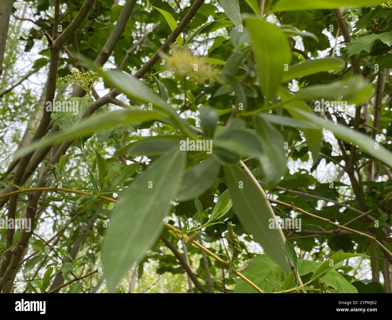 hybrid crack willow (Salix × fragilis Stock Photo - Alamy