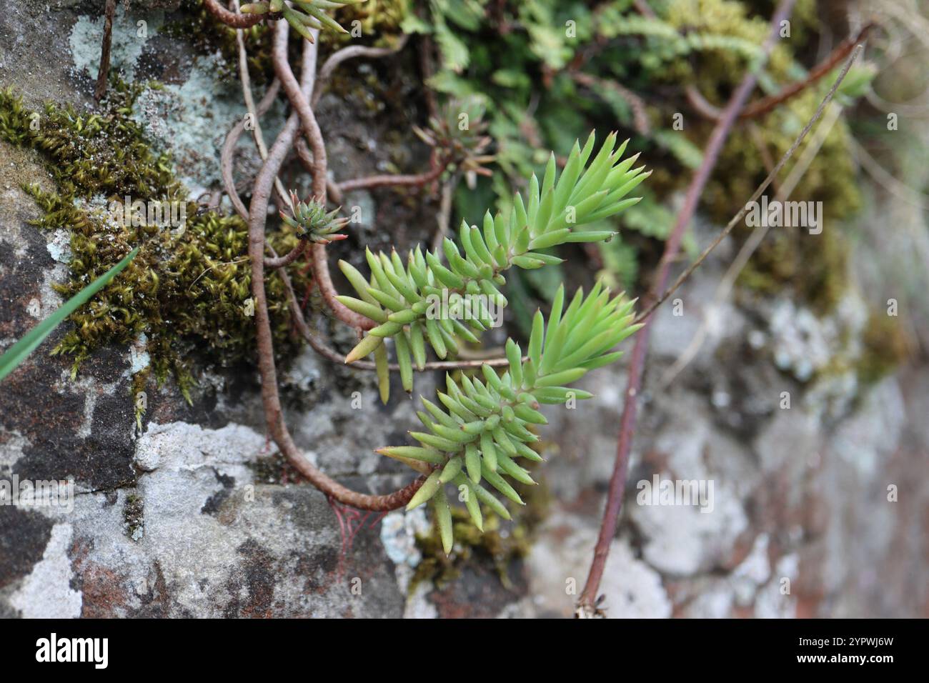 Reflexed Stonecrop (Petrosedum rupestre Stock Photo - Alamy