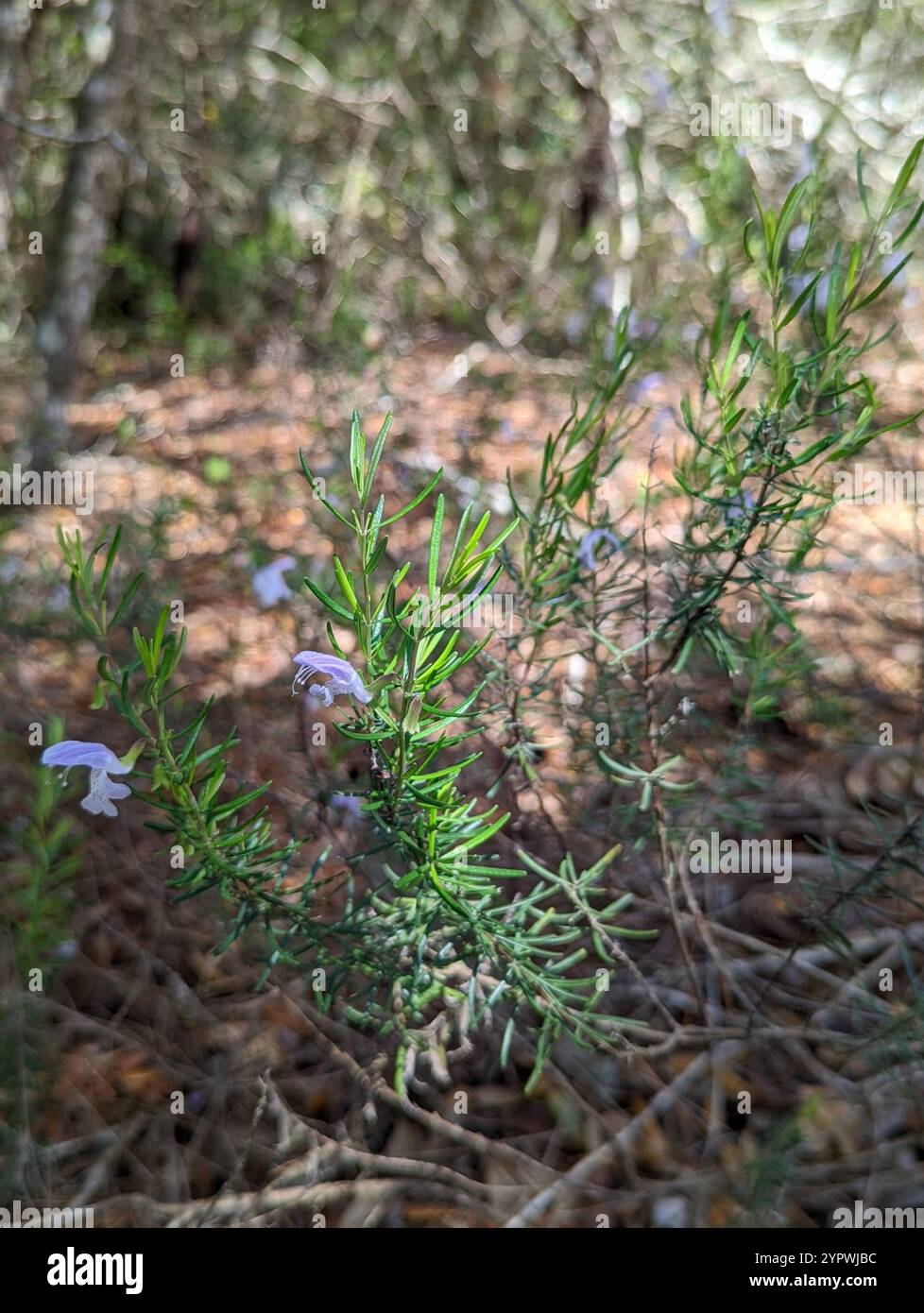 Largeflower False Rosemary (Conradina grandiflora Stock Photo - Alamy