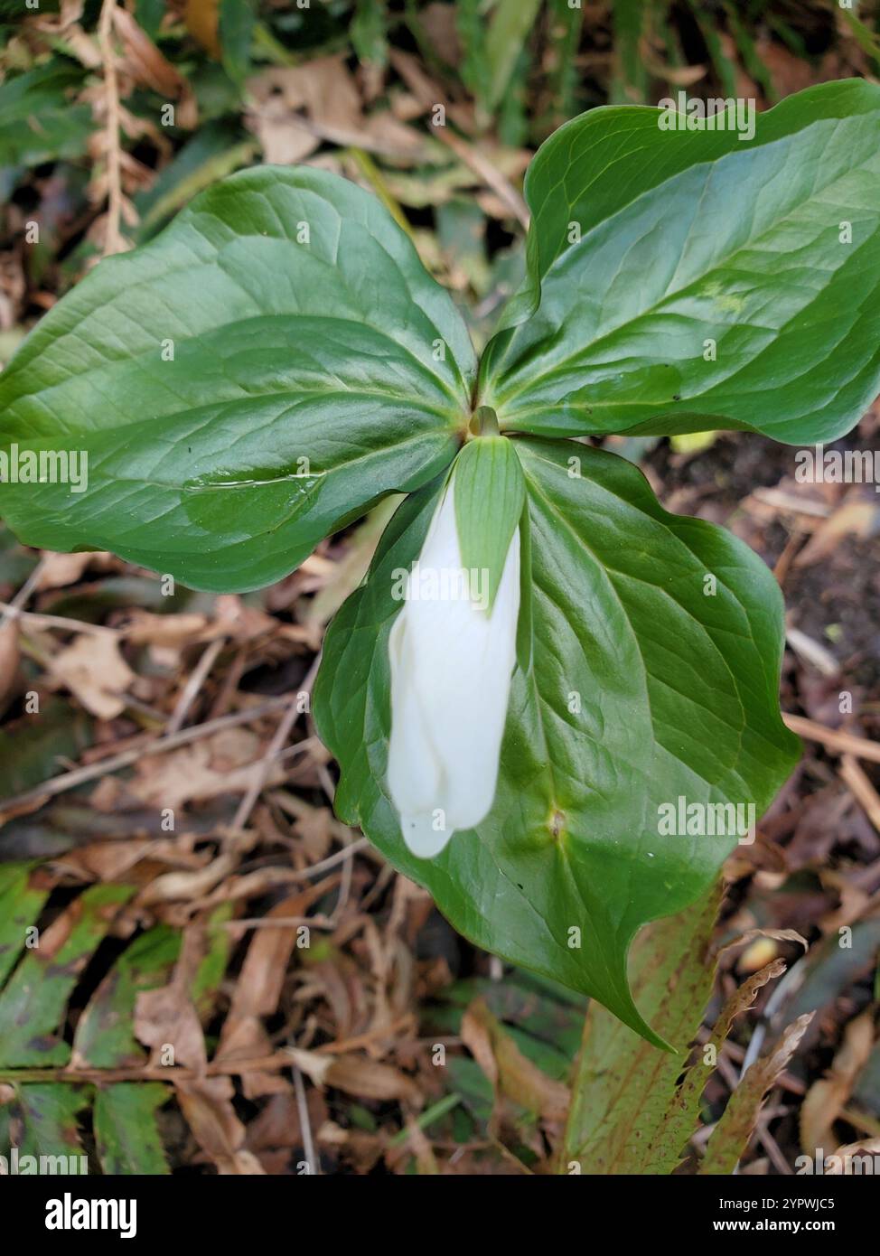 Pacific trillium (Trillium ovatum Stock Photo - Alamy