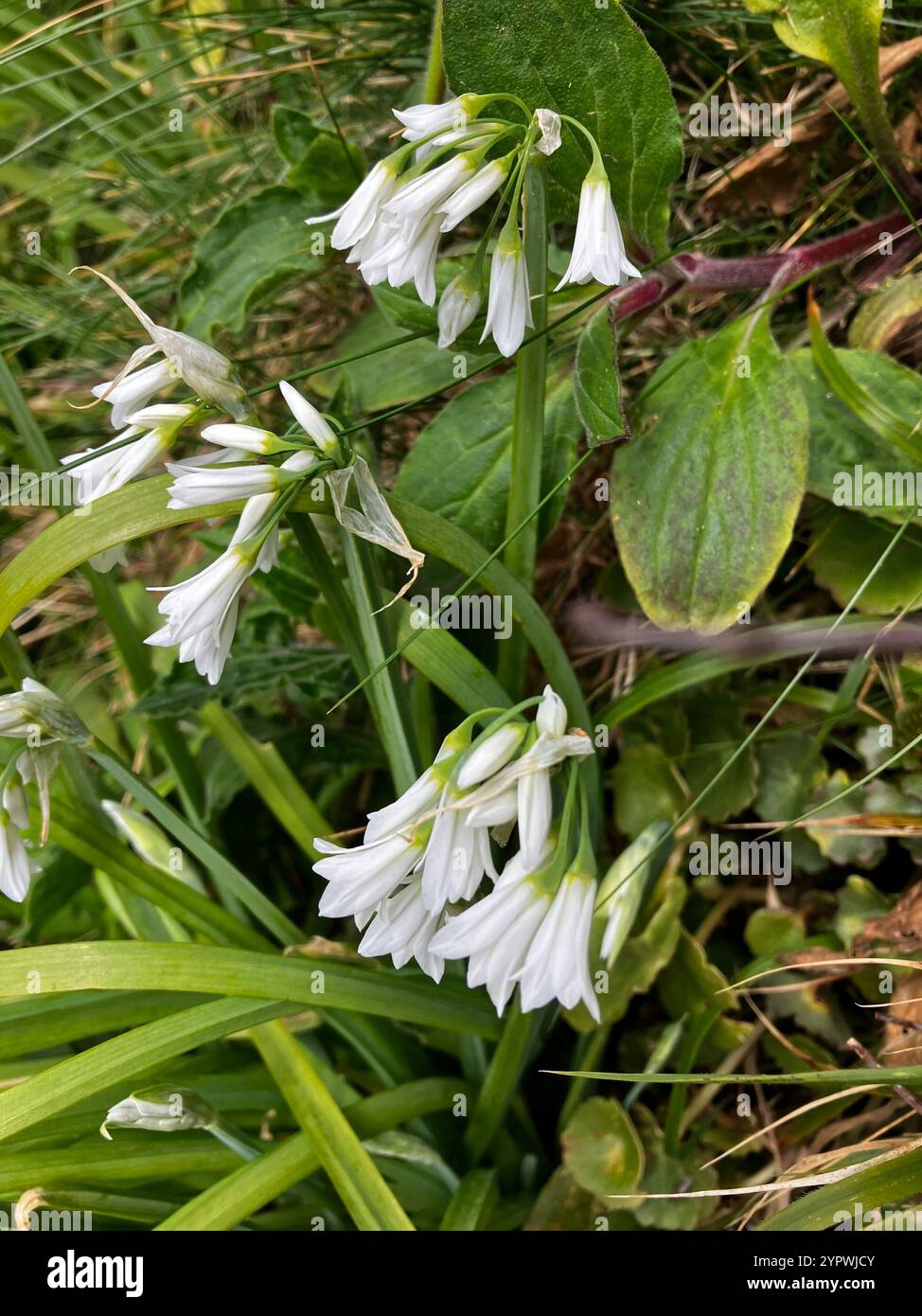 Three-cornered garlic (Allium triquetrum Stock Photo - Alamy