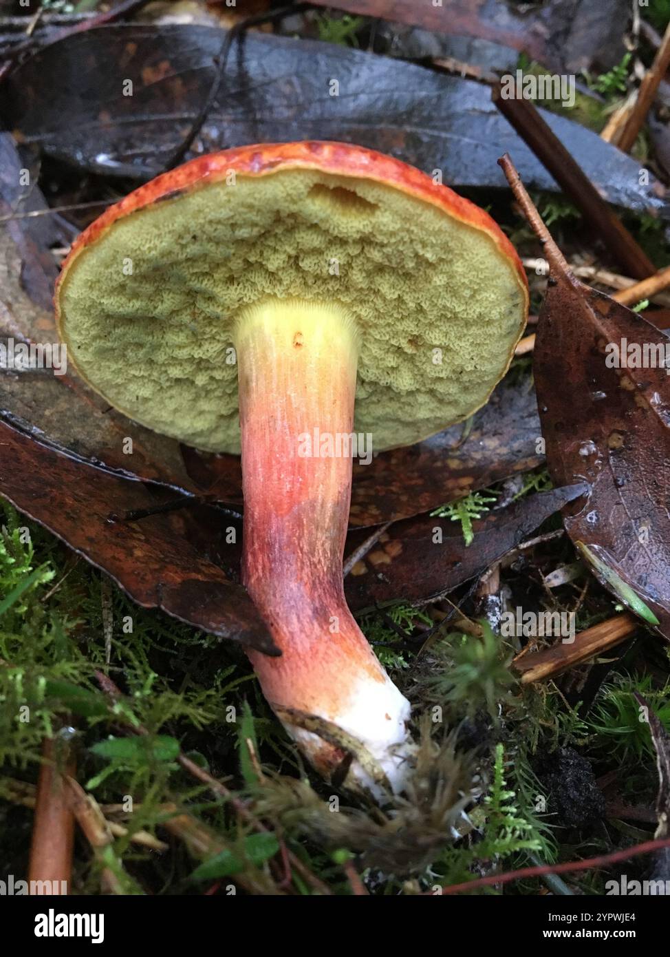 rhubarb bolete (Boletellus obscurecoccineus Stock Photo - Alamy
