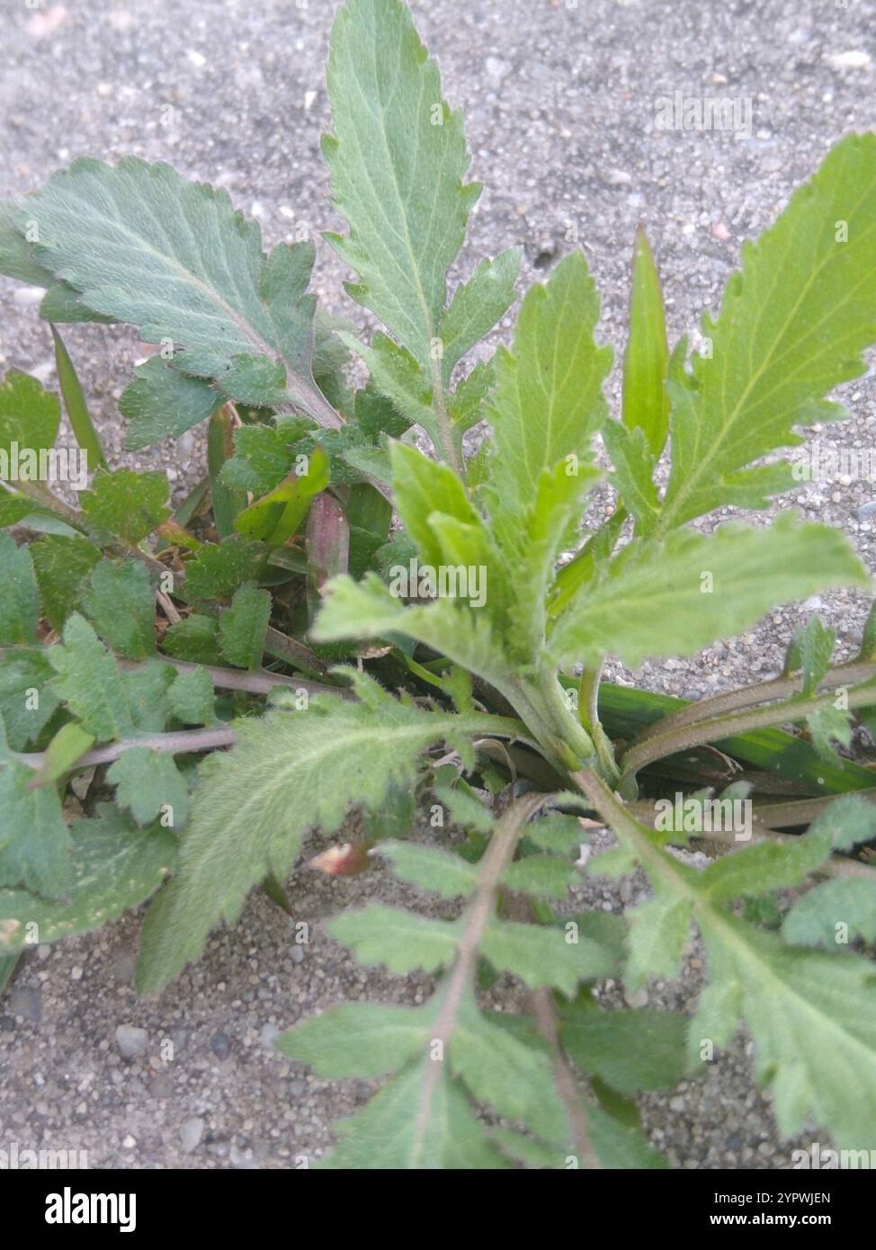 Virginia pepperweed (Lepidium virginicum Stock Photo - Alamy