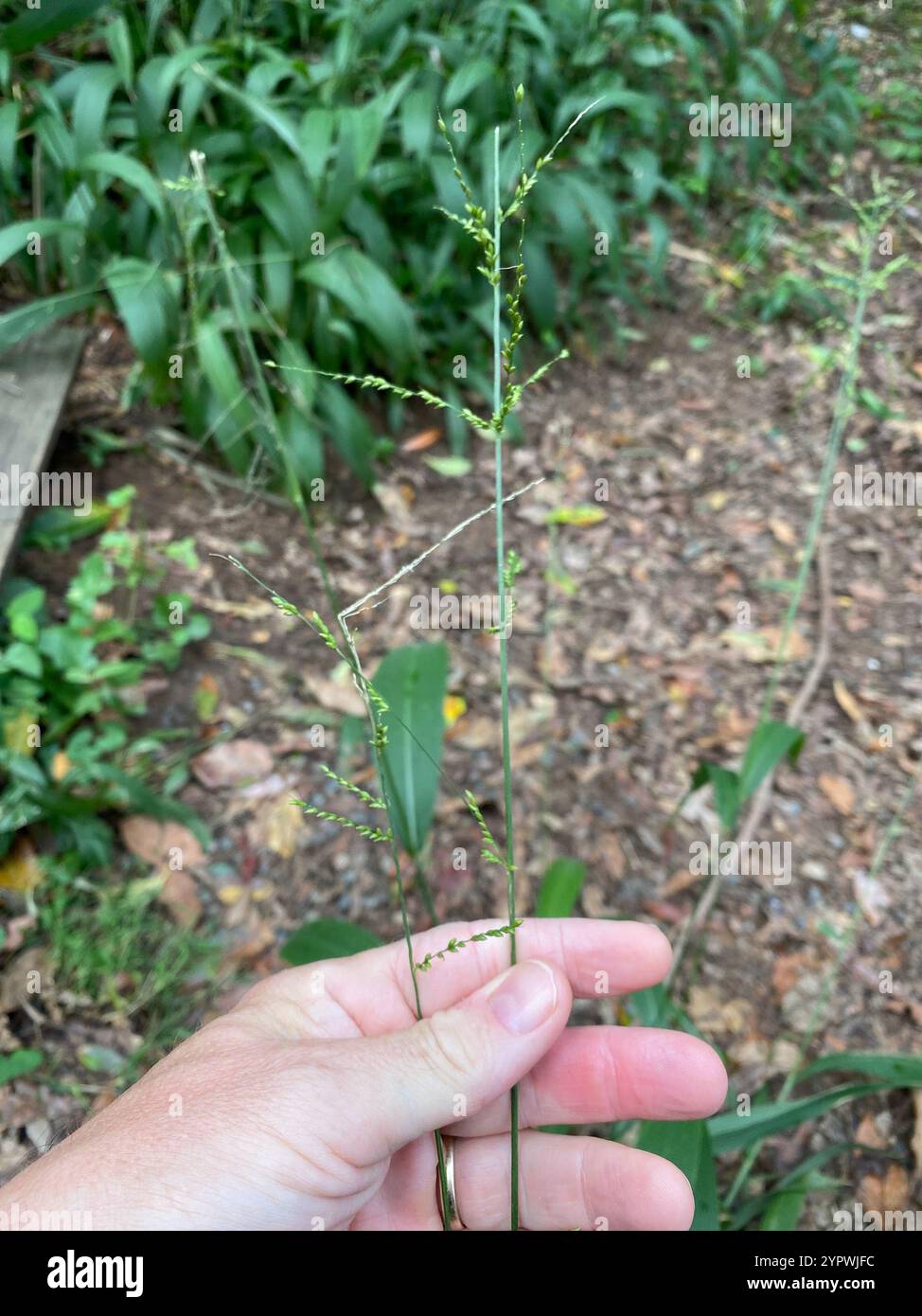 Setaria palmifolia hi-res stock photography and images - Alamy
