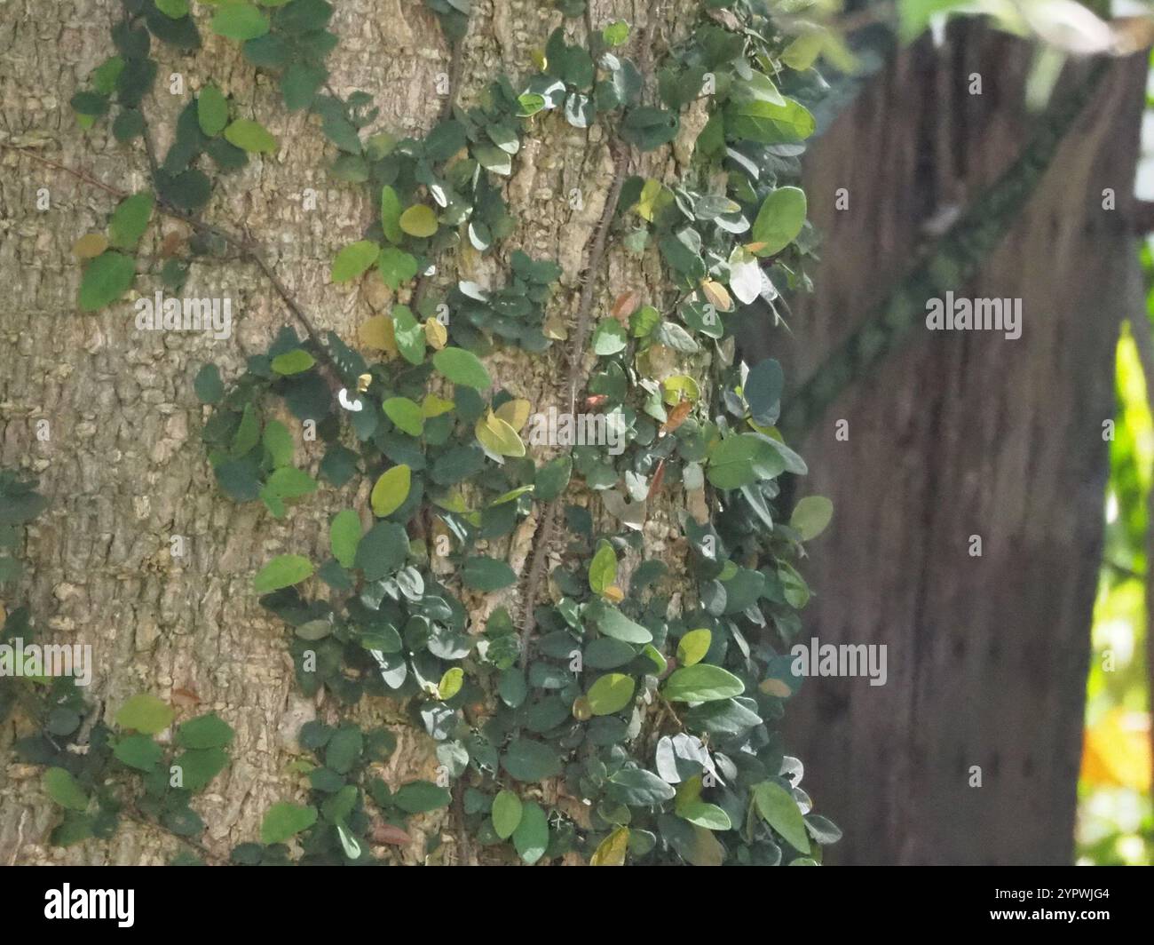 Climbing fig (Ficus pumila Stock Photo - Alamy