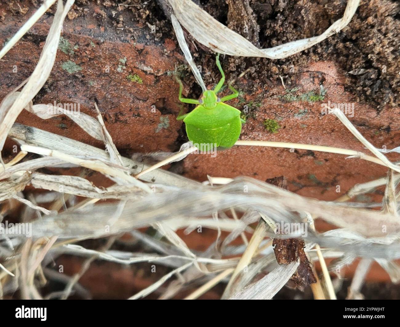 Green Stink Bug (Chinavia hilaris Stock Photo - Alamy